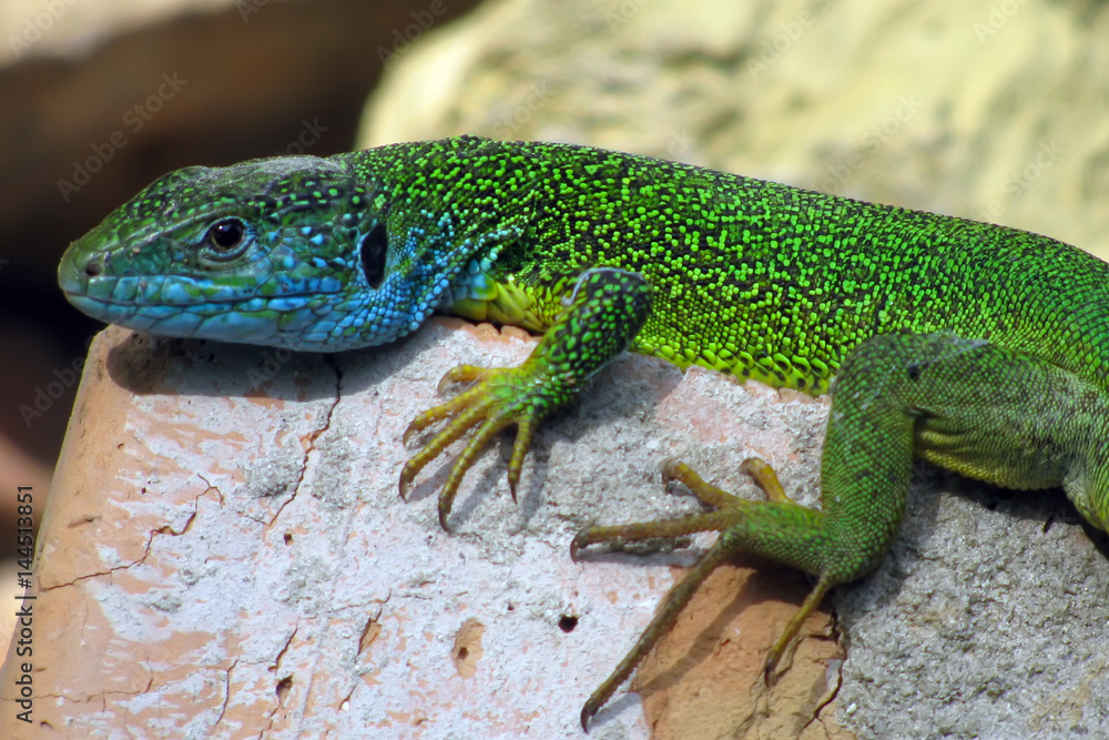 Beaded texture and bright coloration of the lizard's skin during the ...