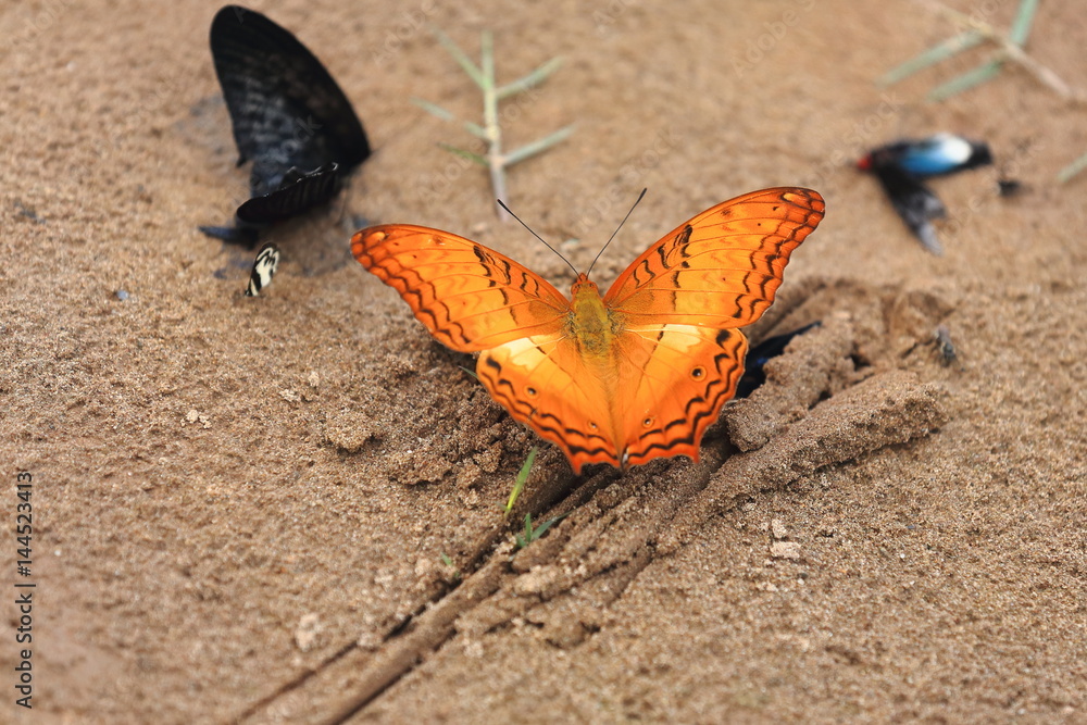 Vindula Erota-Common Cruiser butterfly. Sop Chem village-Luang Prabang ...