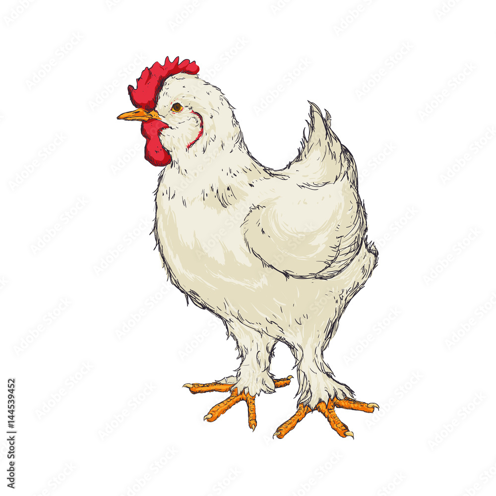 Farm chicken hand draw editable vector illustration design Stock Vector ...
