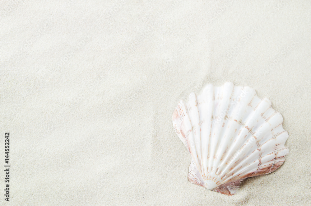 Beautiful seashell on white sand background Stock Photo | Adobe Stock