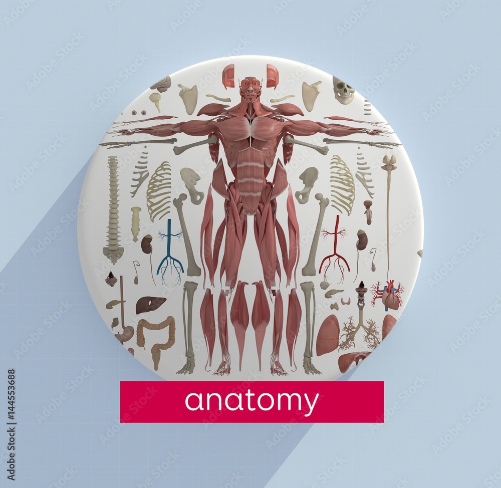Anatomy infographic with title: "anatomy". 3d illustration Stock ...