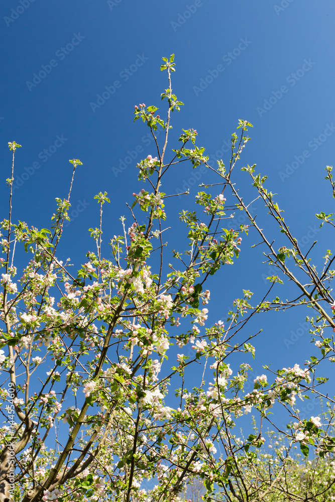 Arbre en fleur au printemps Stock Photo | Adobe Stock