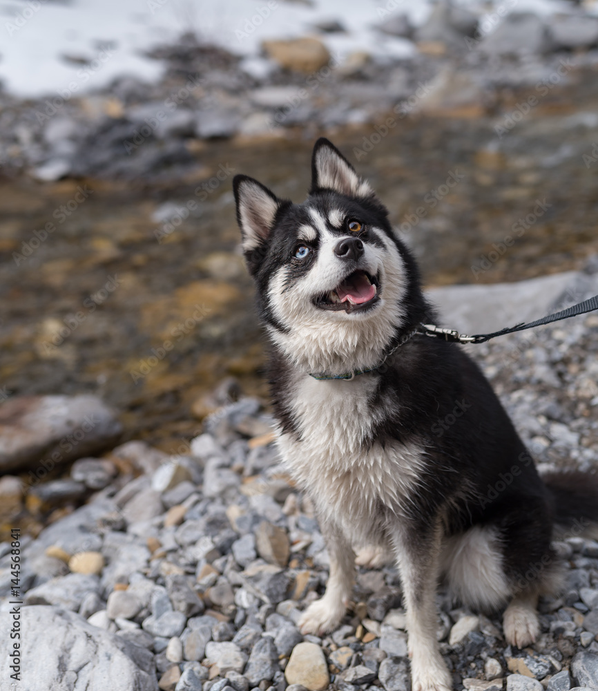 Are Pomsky Dogs Healthy