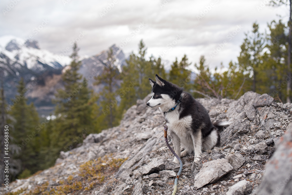 Are Pomsky Dogs Healthy