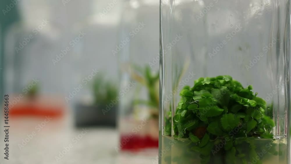 Research scientist medical plants for medicinal purposes, carnivorous ...