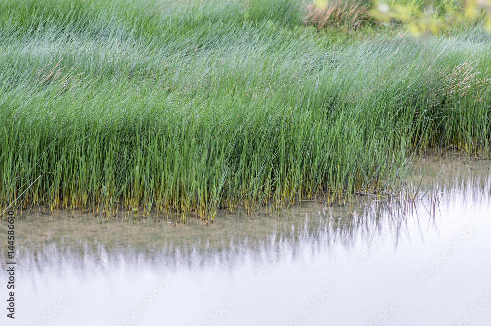 Cyperaceae, a papyrus dense in water, landscape background Stock Photo ...