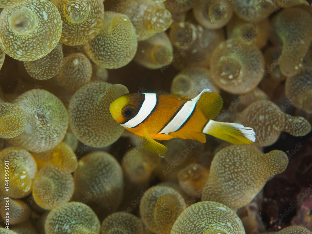 Close Up Clownfish