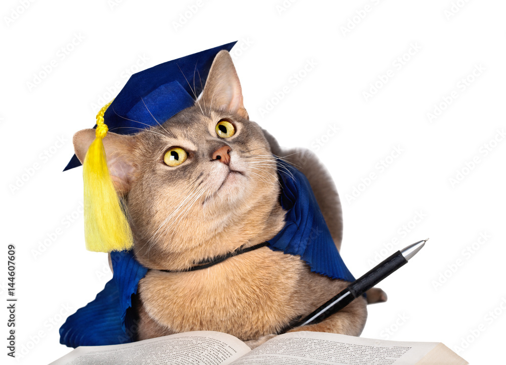 Cat in graduation cap and gown Stock Photo | Adobe Stock