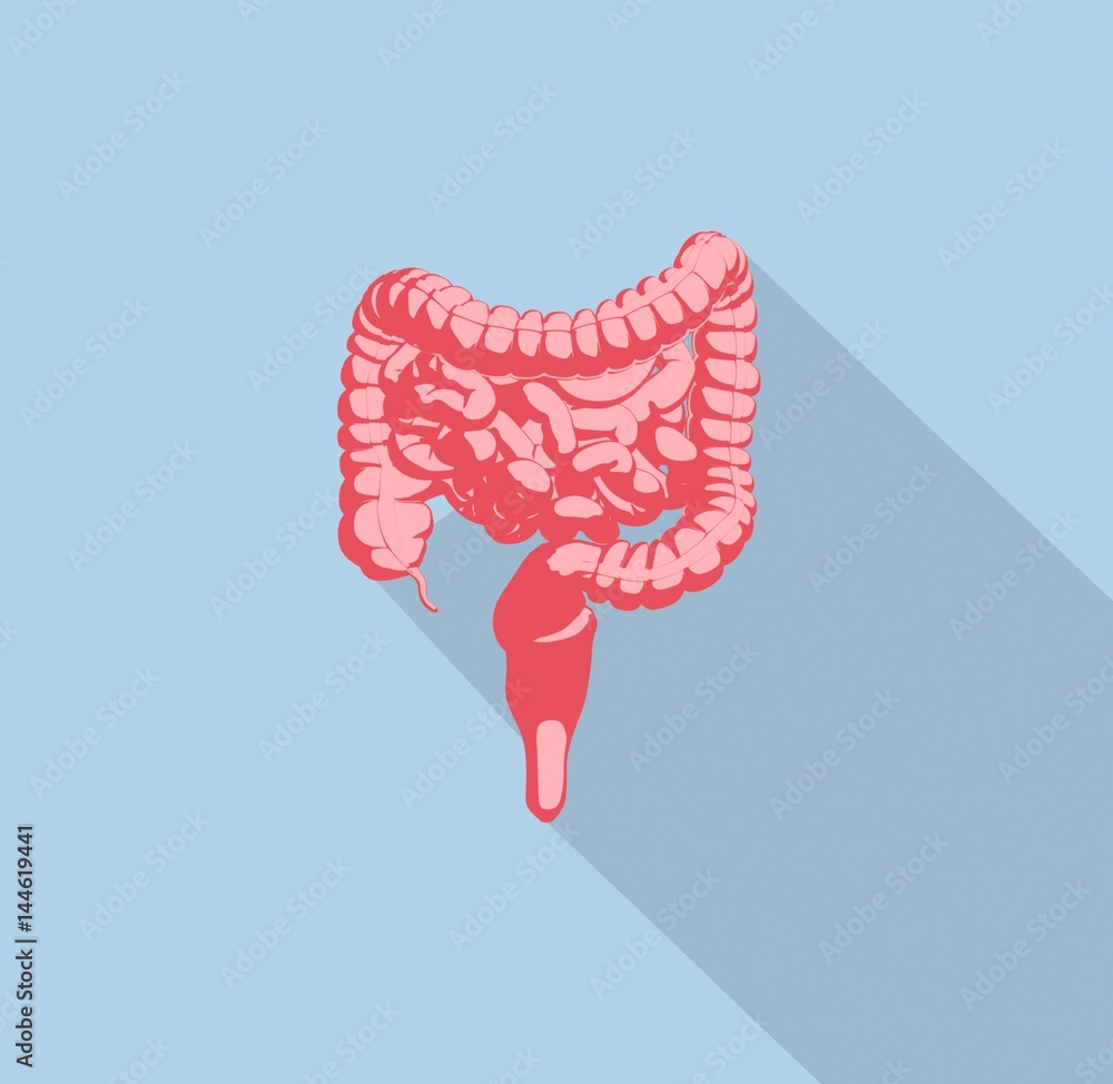 Intestines infographic. Anatomical icon of intestines on blue ...