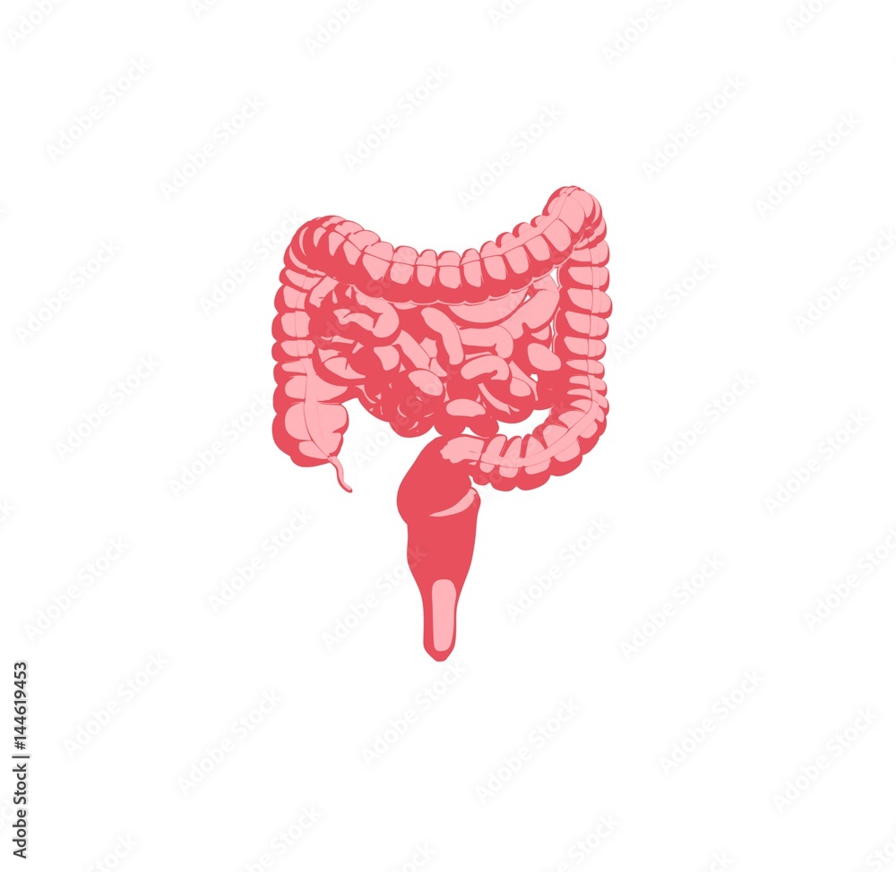 Intestines infographic. Anatomical icon of intestines on white ...