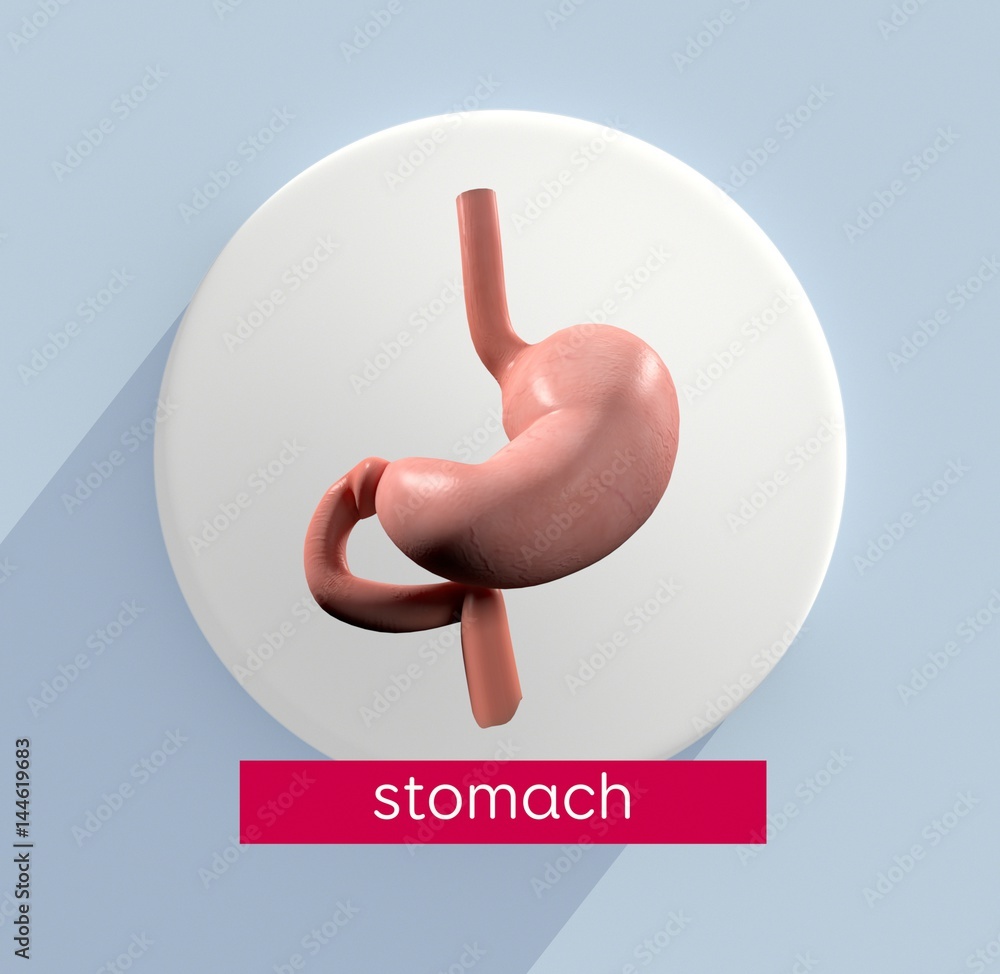 Stomach infographic with title "stomach". Anatomical icon of stomach on ...