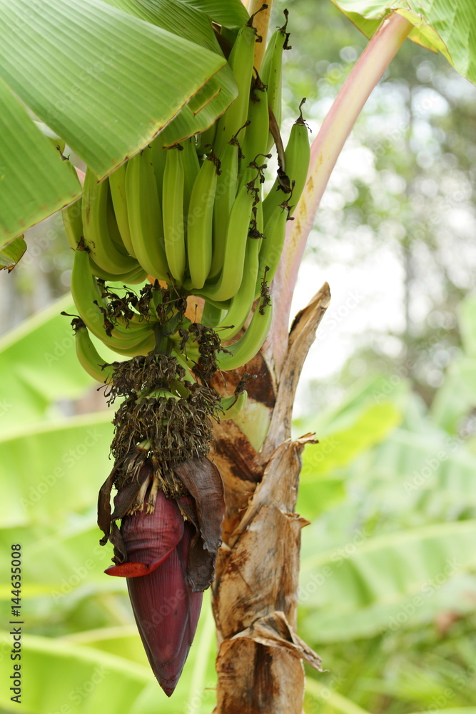 Bananenblüte und Früchte an einem Bananenbaum Stock-Foto | Adobe Stock