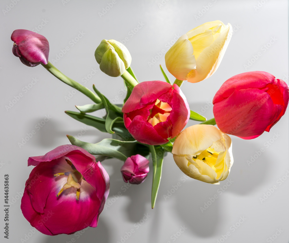 Tulpe isoliert von oben auf weissem Hintergrund ภาพถ่ายสต็อก | Adobe Stock