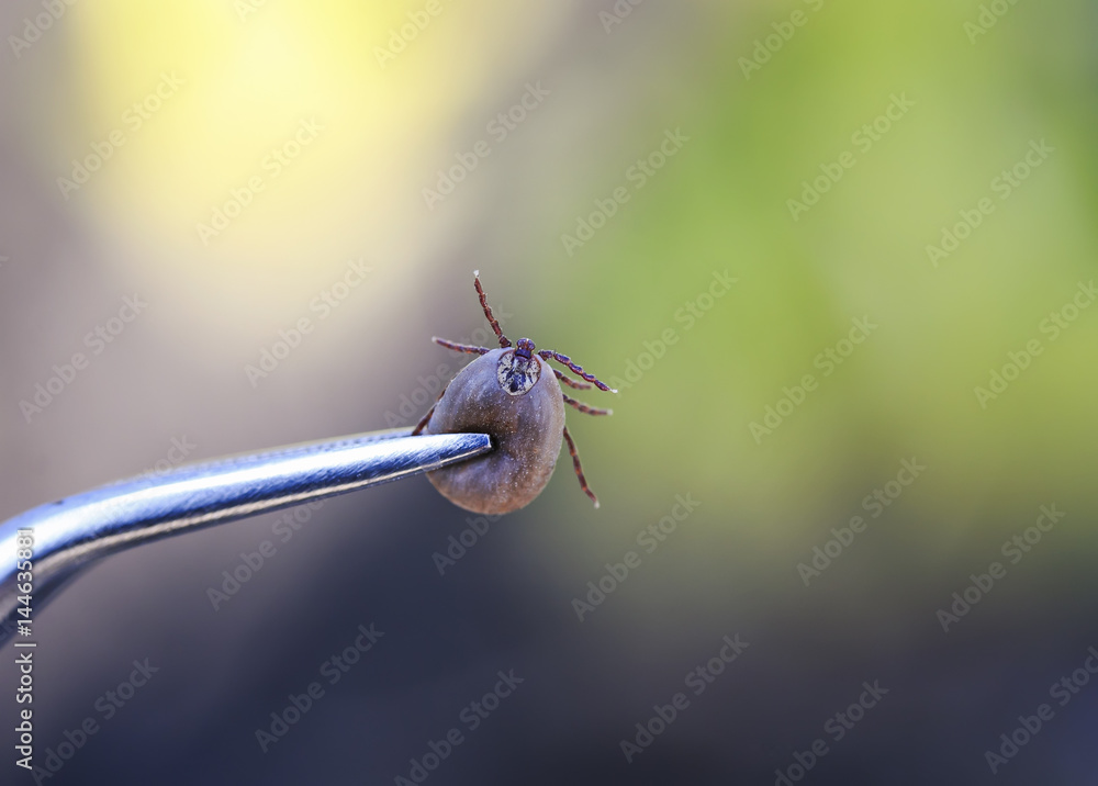 dangerous insect, mite, more blood pulled out metal tongs Stock Photo ...