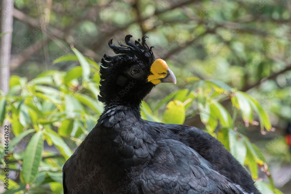 Yellow Knobbed Curassow