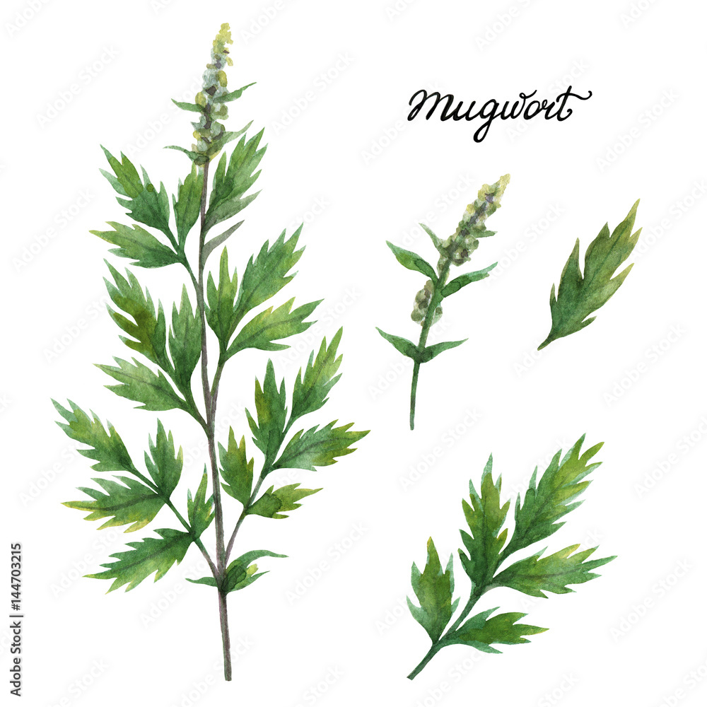 Hand drawn watercolor botanical illustration of Mugwort. Stock ...
