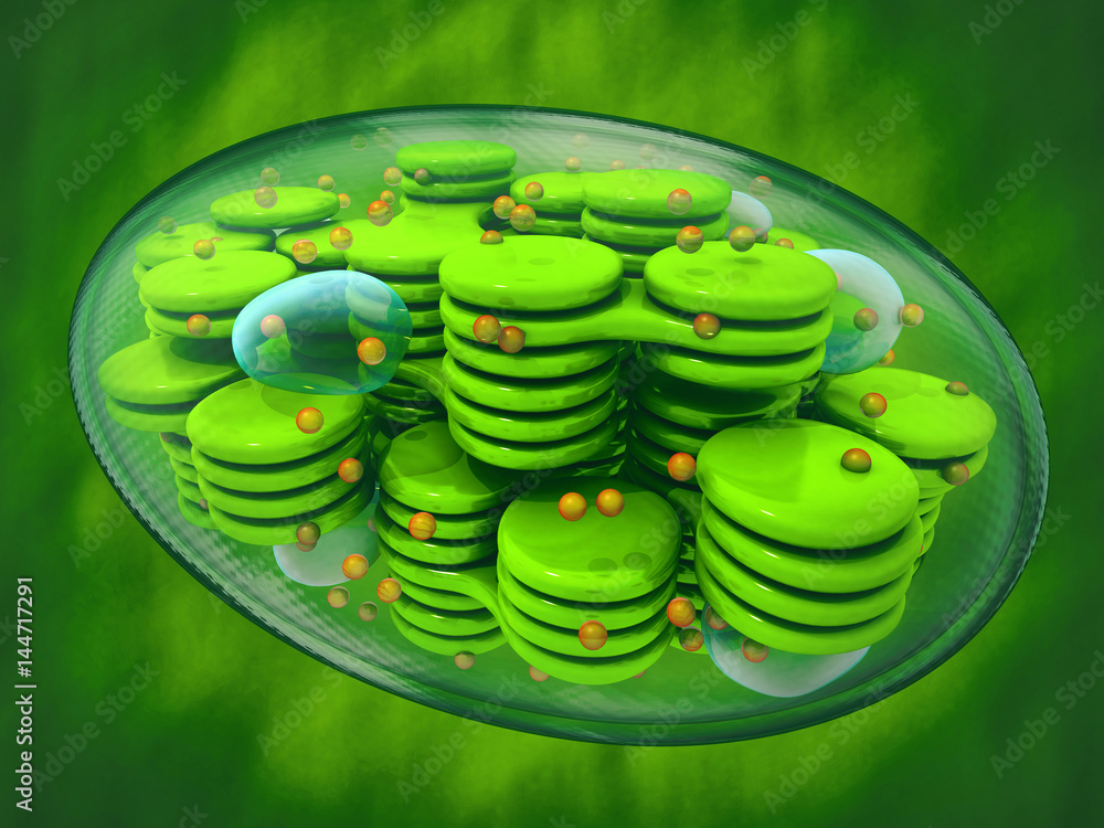 Chloroplast, plant cell organelle. 3d image. Green background Stock ...