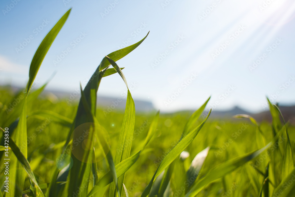 Green fresh grass on sun's rays Stock Photo | Adobe Stock