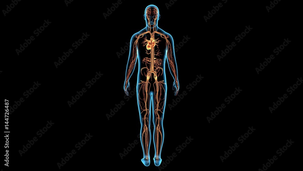 3d rendered anatomy illustration of a human body shape with heart and ...