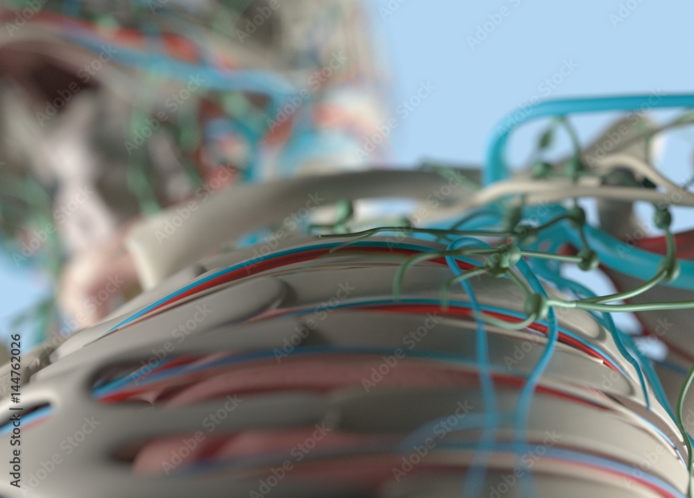 Anatomy body model extreme close-up. Selective focus. Human anatomy ...