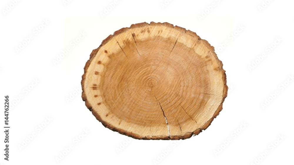 Rotating cross section of tree stump, isolated on white background ...