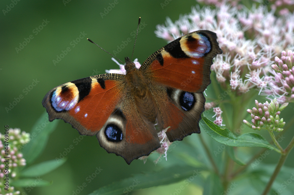 Pfauenauge auf Blume Stock-Foto | Adobe Stock