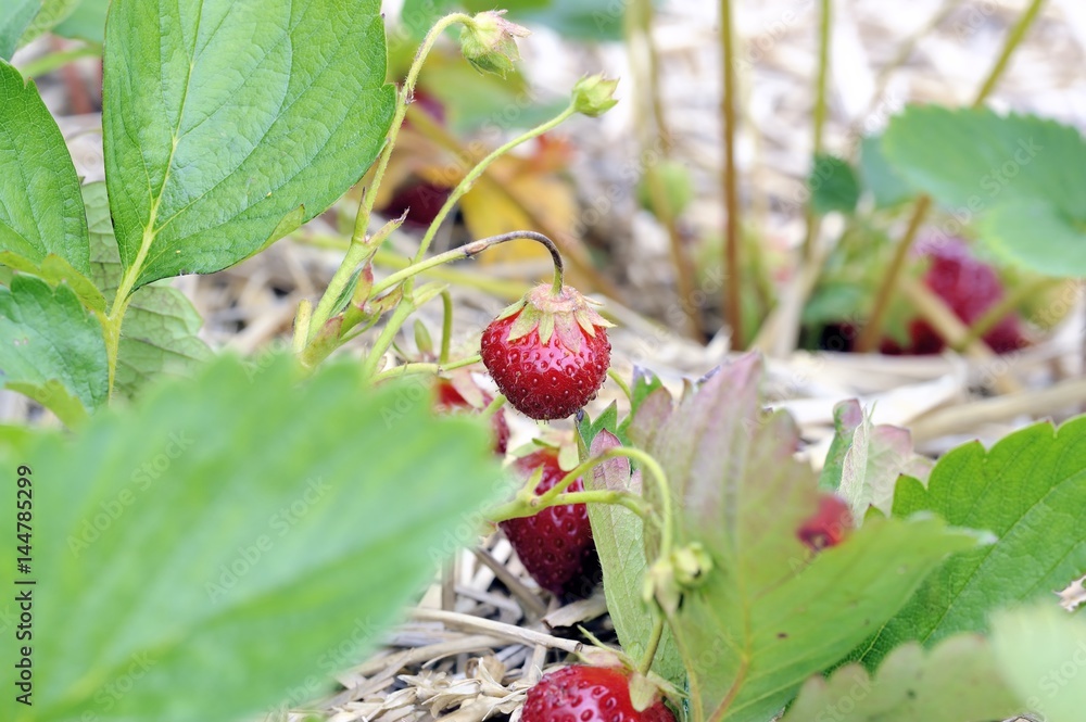 Fraises cultivées pour l'auto-cueillette - Macro Stock Photo | Adobe Stock