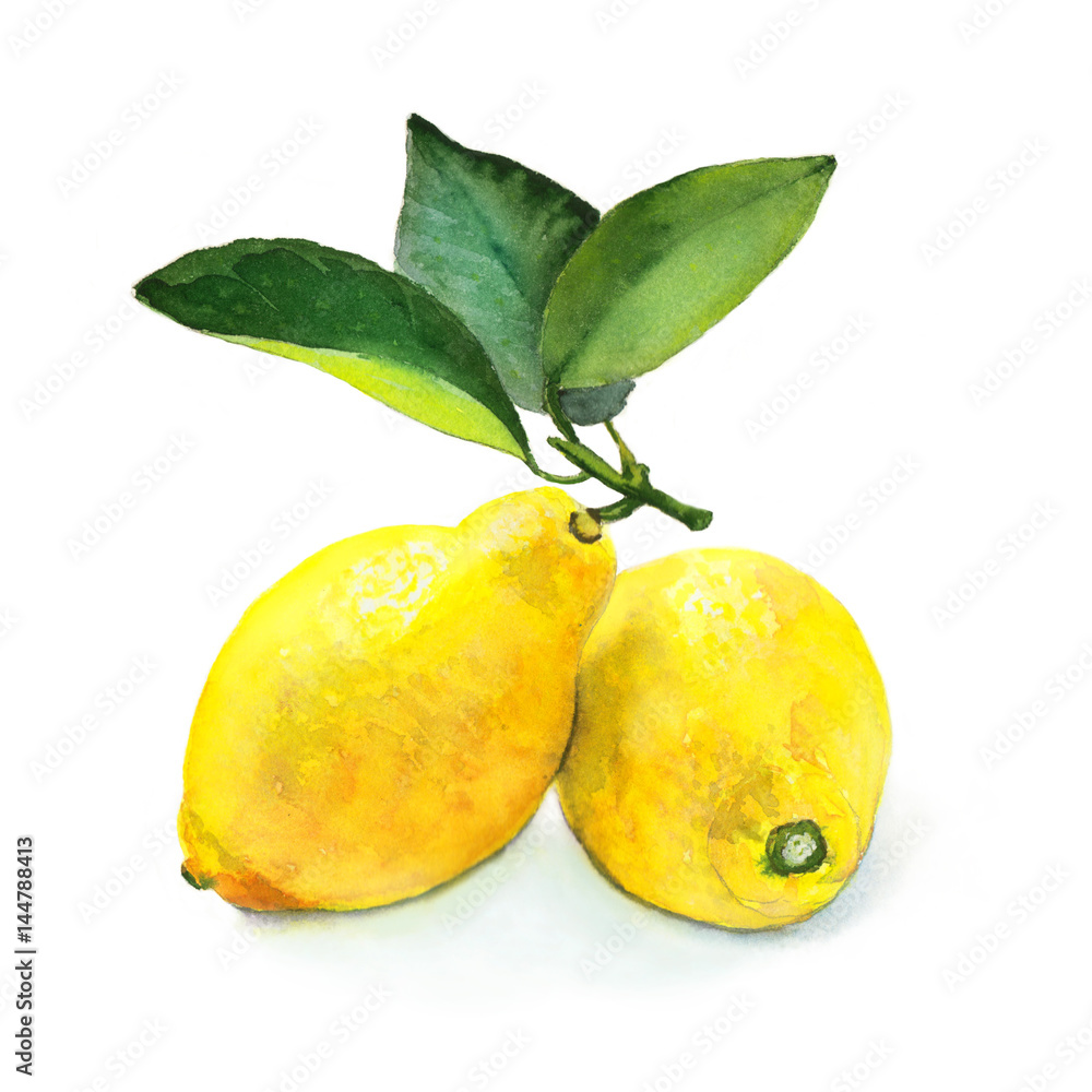 Watercolor illustration of lemon in the Botanical style. Realistic hand ...