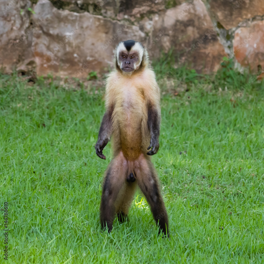 Capuchin Monkey Standing Up