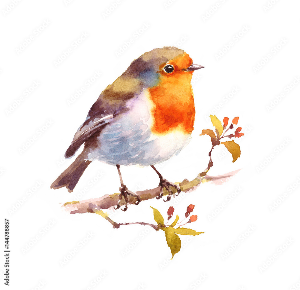 Watercolor Bird Robin on the Branch Hand Drawn Illustration isolated on ...