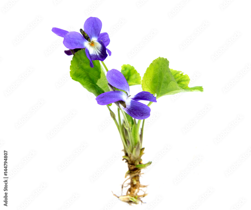 Early spring flowers ( Viola odorata) isolated on white background ...
