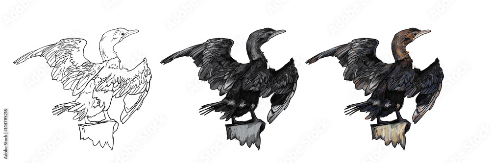 Cormorant Bird Drawing