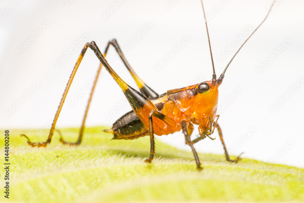Orange, black bush-crickets or katydids (Arthropoda: Insecta ...