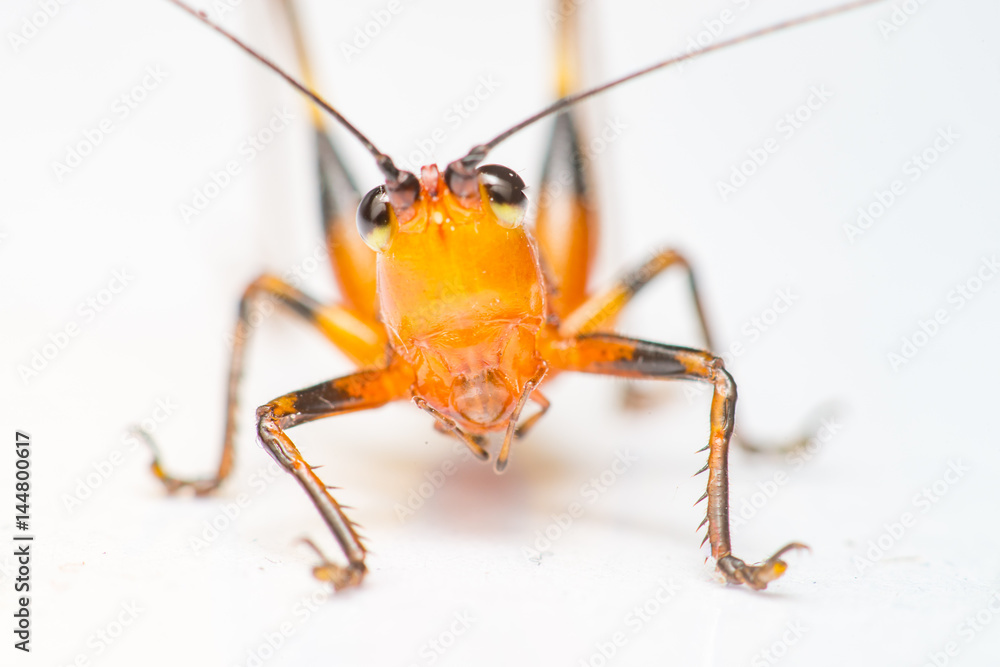 Orange Katydid