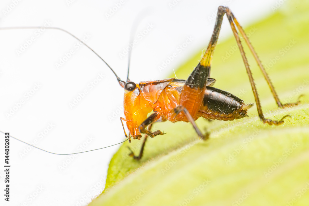 Green Leaf Crickets