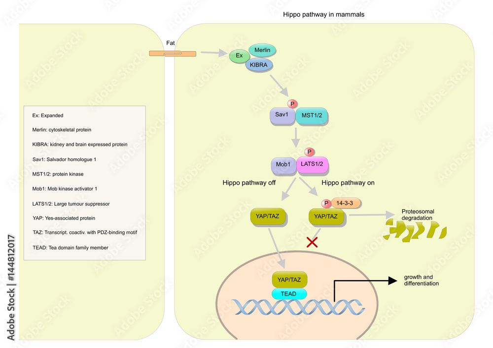 hippo signaling pathway in mammals Stock Vector | Adobe Stock