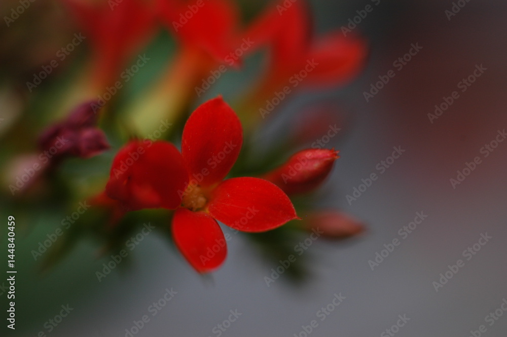 Macro cathedral bell flowers (Air plant, life plant, miracle leaf ... Macro cathedral bell flowers (Air plant, life plant, miracle leaf ...
