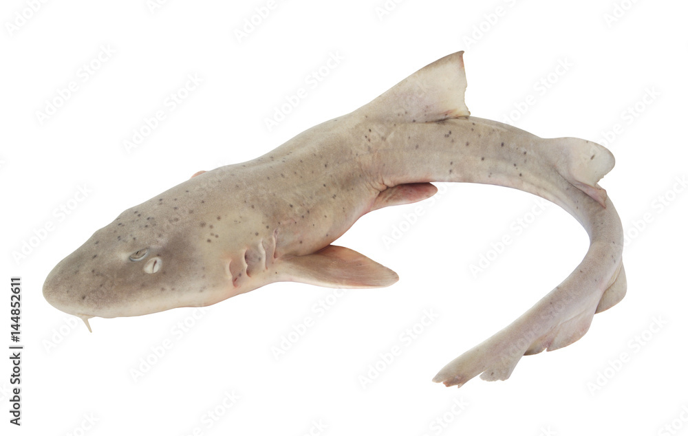 Shark fish isolated on white background Stock Photo | Adobe Stock