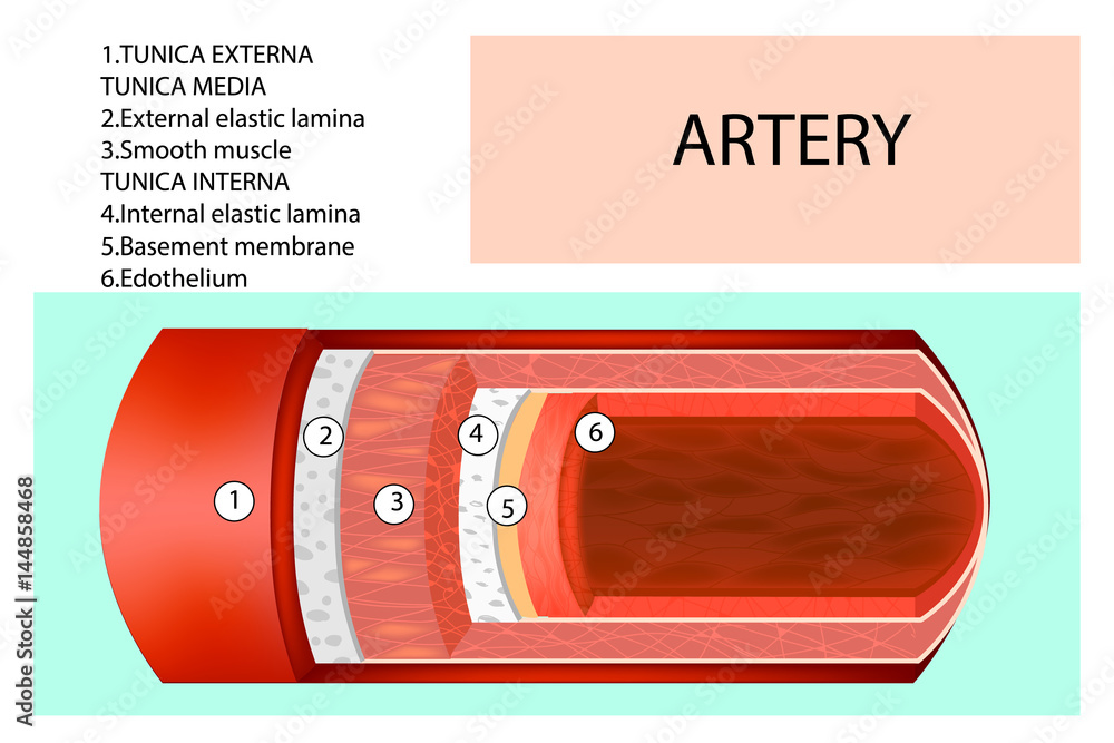 Vein structure. Anatomy of the vein with the name of each layer ...