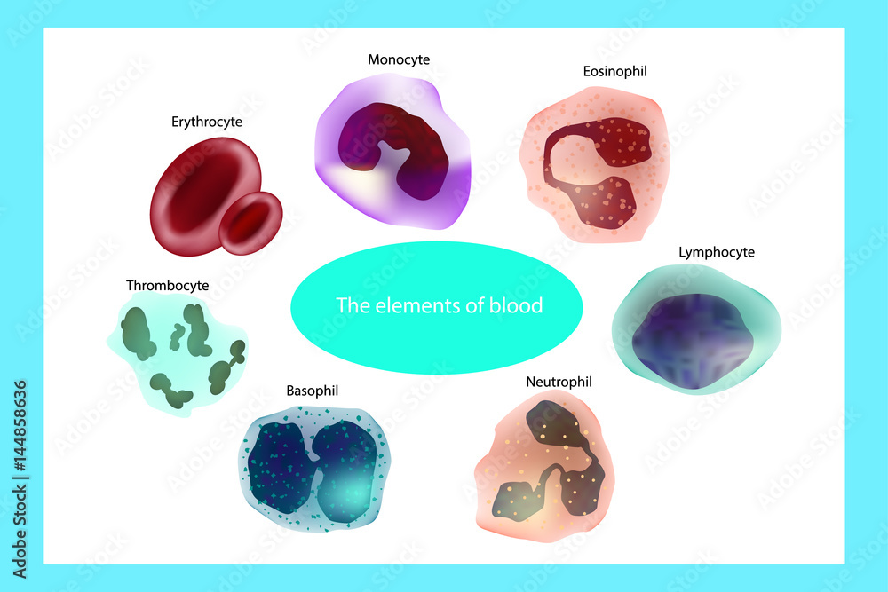 Blood cells. The elements of blood. Infographics. Stock Vector | Adobe ...