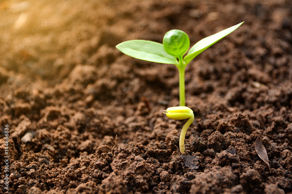 Seedling and plant growing in soil on nature background Stock Photo ...