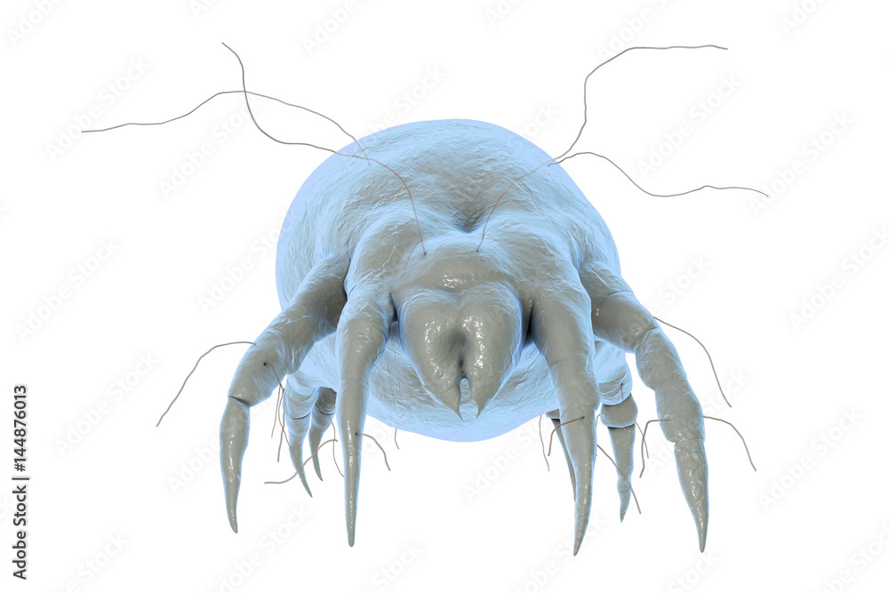 Dust mite Dermatophagoides which lives in dust and furniture and whose ...