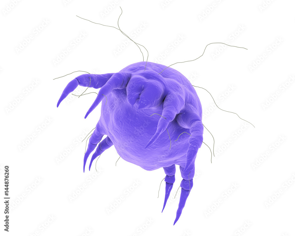 Dust mite Dermatophagoides which lives in dust and furniture and whose ...