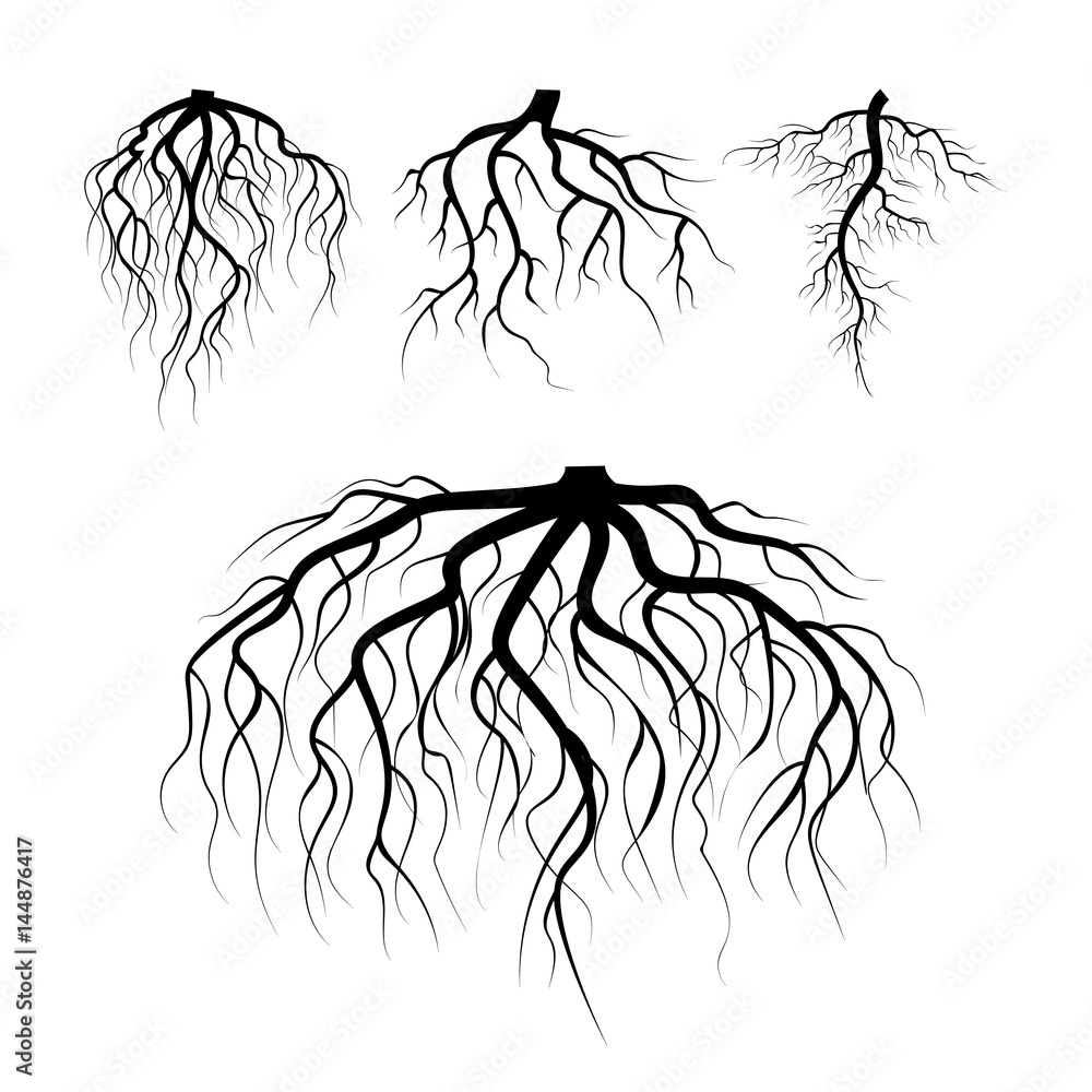 Plant Roots Illustration