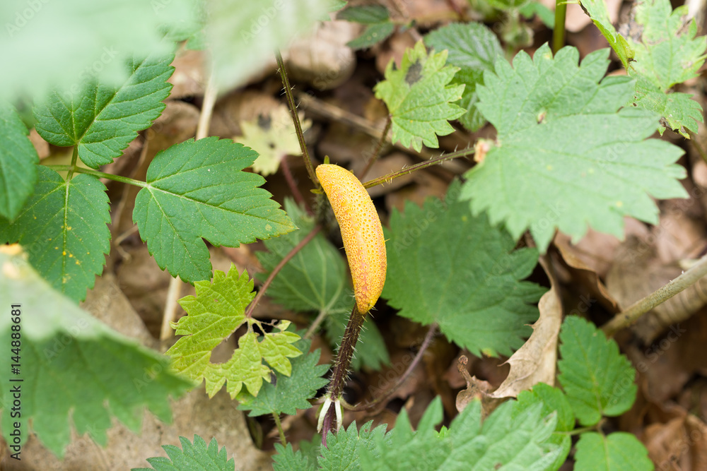 Fruiting body of a rust fungus on stinging nettle stalk Stock Photo ...