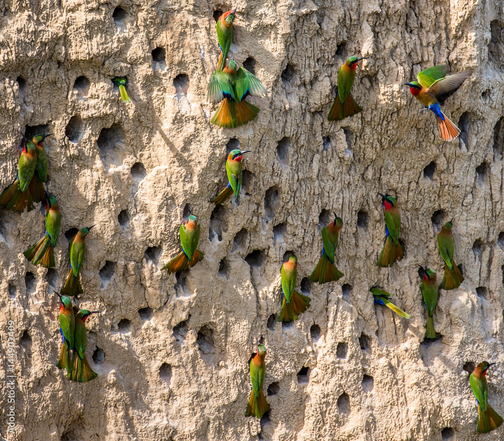 Big colony of the Bee-eaters in their burrows on a clay wall. Africa ...