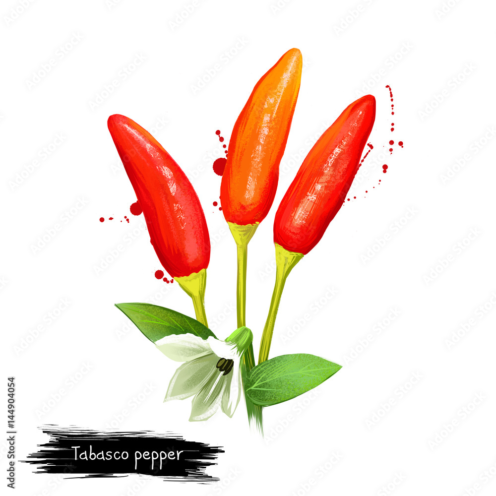 Digital illustration of Tabasco pepper, Capsicum frutescens isolated on ...