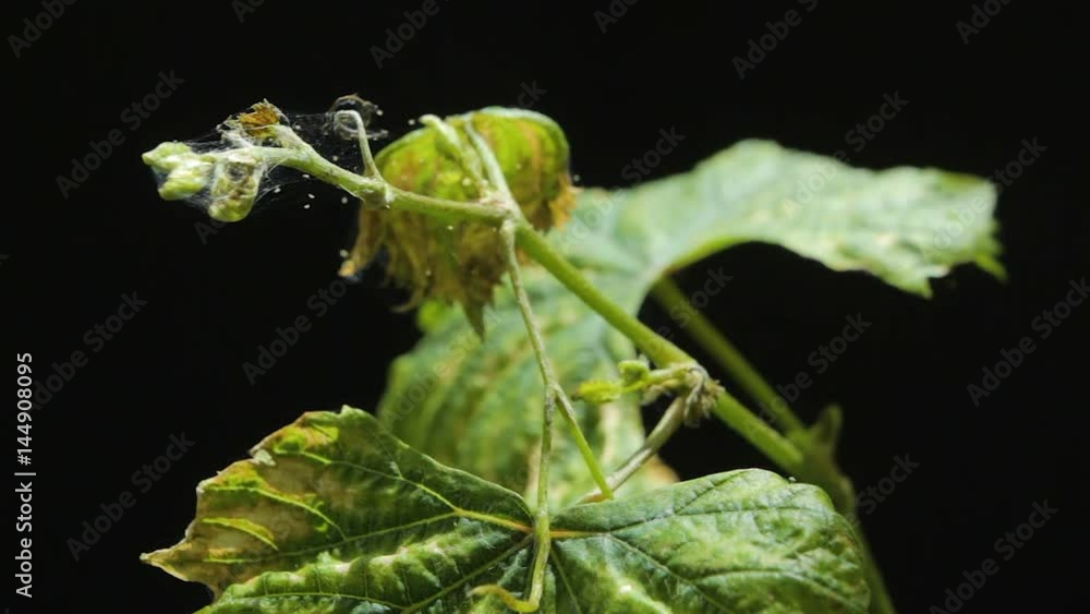 Spider mite parasitizes on sick and dry grapes leaves, isolated on ...