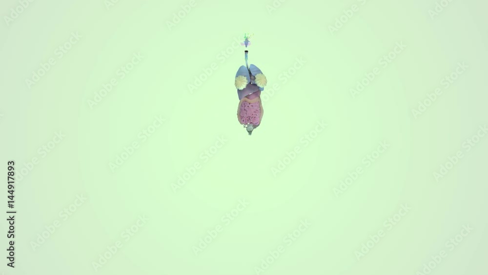 female body with organs and skeleton transparent walk cycle green ...