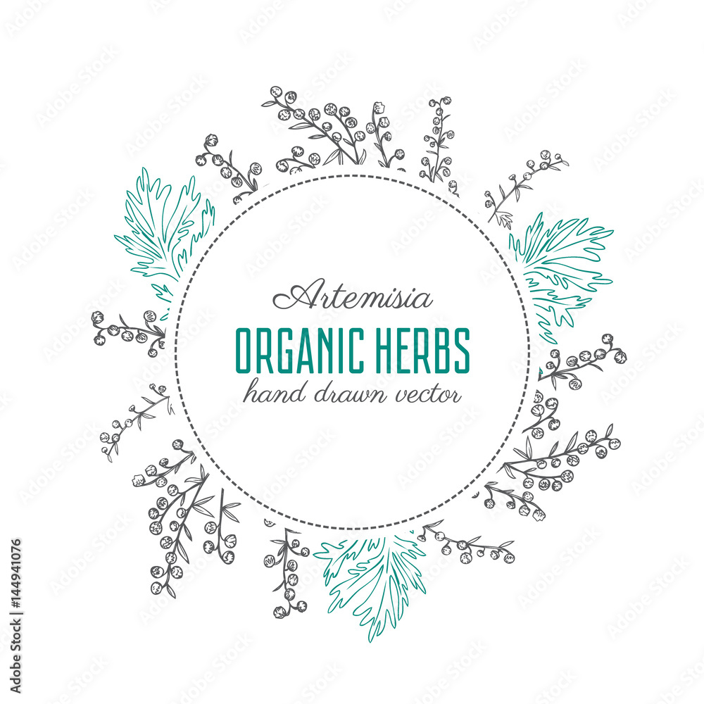 Round frame with Artemisia absinthium or wormwood hand drawn vector ...